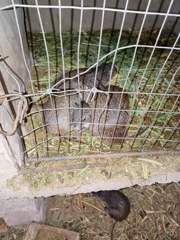 3 Month full Grasscutter Colony 5pcs